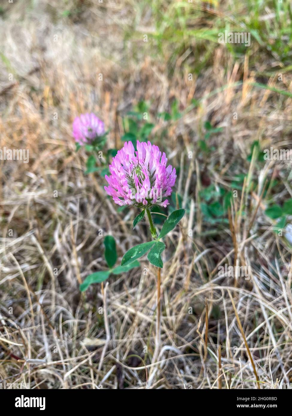 Red clover (Trifolium pratense) is a herbaceous species of flowering ...