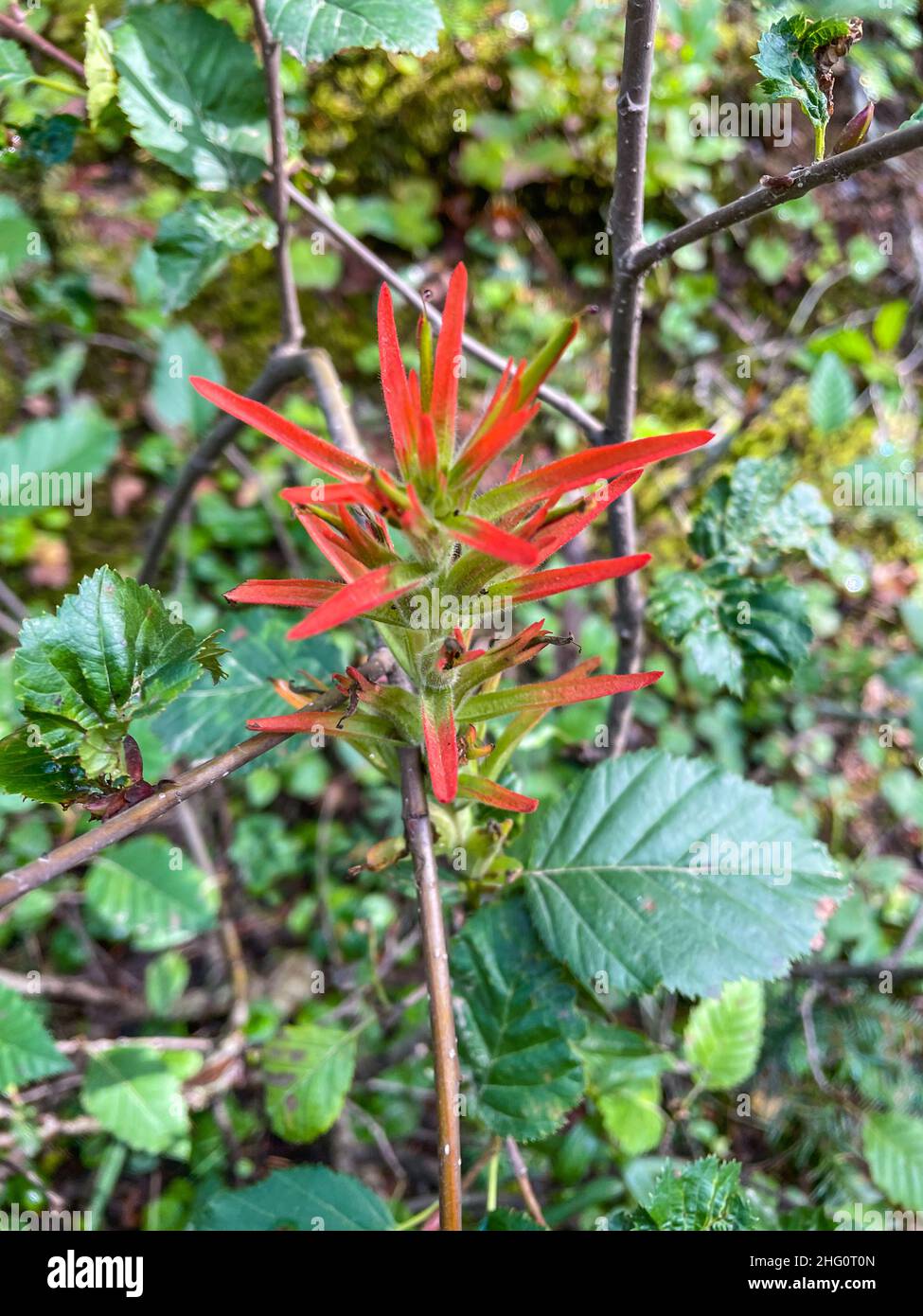 Giant red Indian paintbrush (Castilleja miniata) is a species of Indian ...