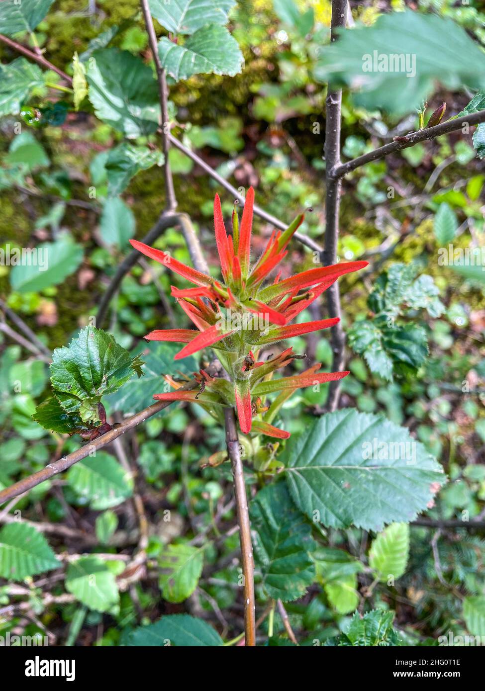 Giant red Indian paintbrush (Castilleja miniata) is a species of Indian ...