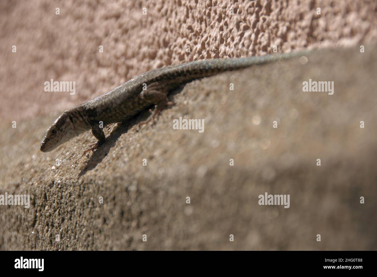 Wall lizard (Podarcis muralis) basking on domestic wall Stock Photo - Alamy