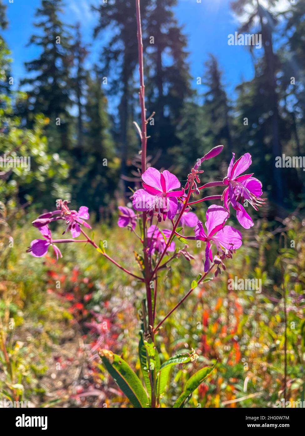 Fireweed (Chamaenerion angustifolium) is a perennial herbaceous flowering plant in the ...