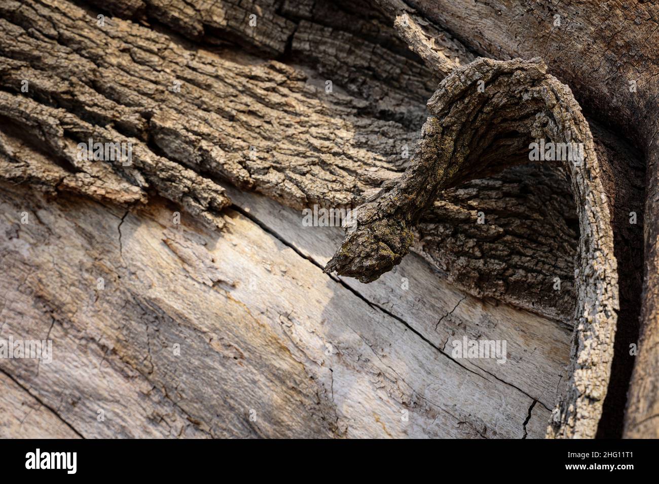 Bark torn from Oak Stock Photo - Alamy