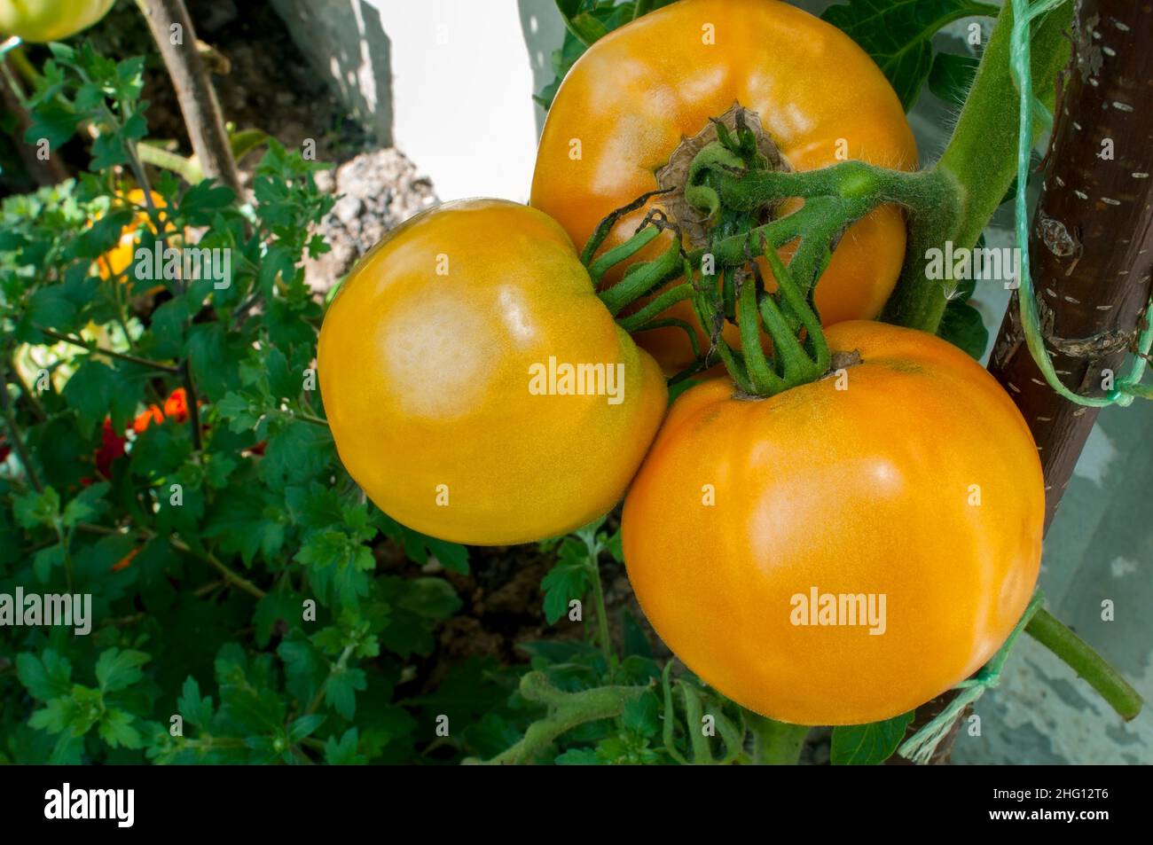 Yellow tomatoes grow in bunches in the garden Stock Photo - Alamy
