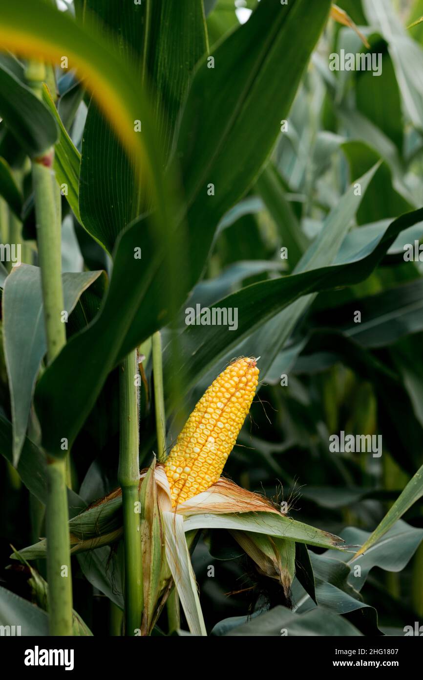 Closeup of corn on the stalk in the corn field Stock Photo - Alamy