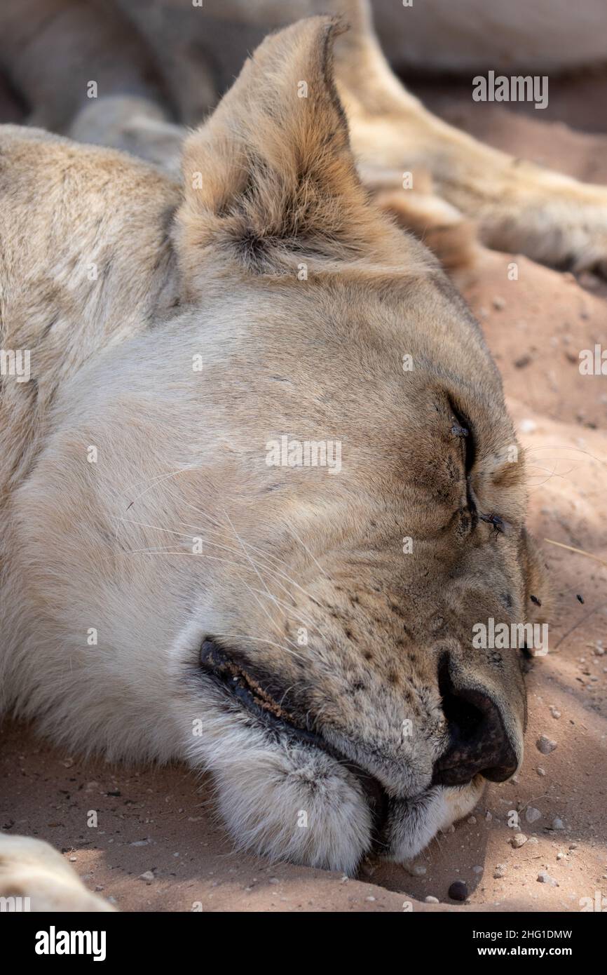 Lioness sleeping in the Kgalagadi Stock Photo - Alamy