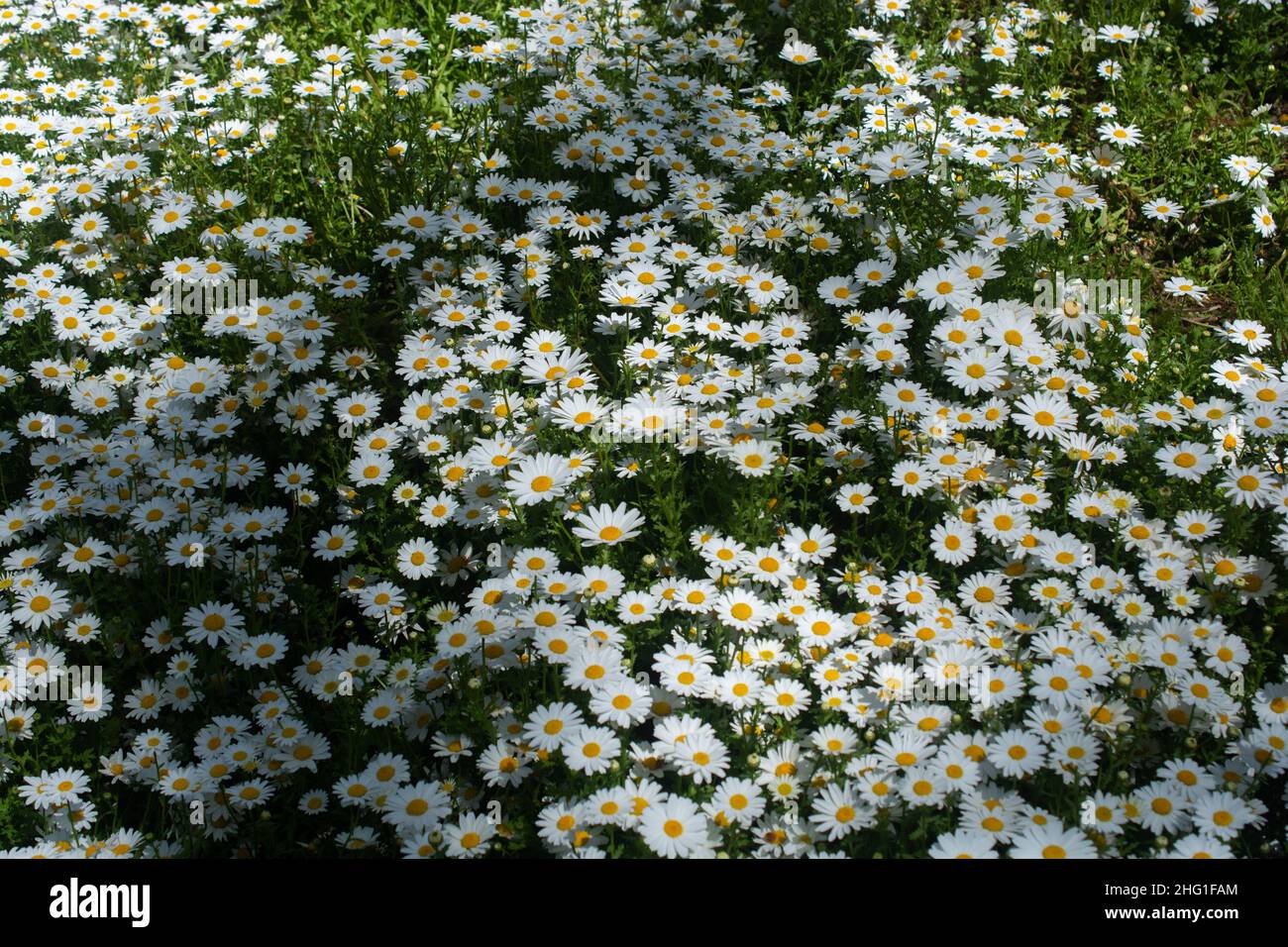 Lovely blossom daisy flowers background. Blooming white daisy flower ...