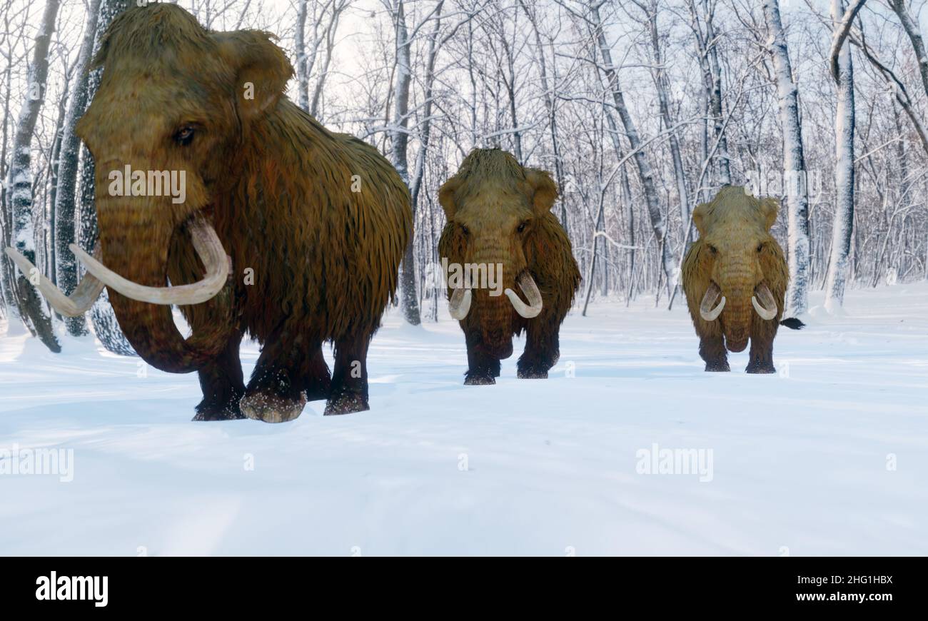 Woolly mammoths hi-res stock photography and images - Alamy