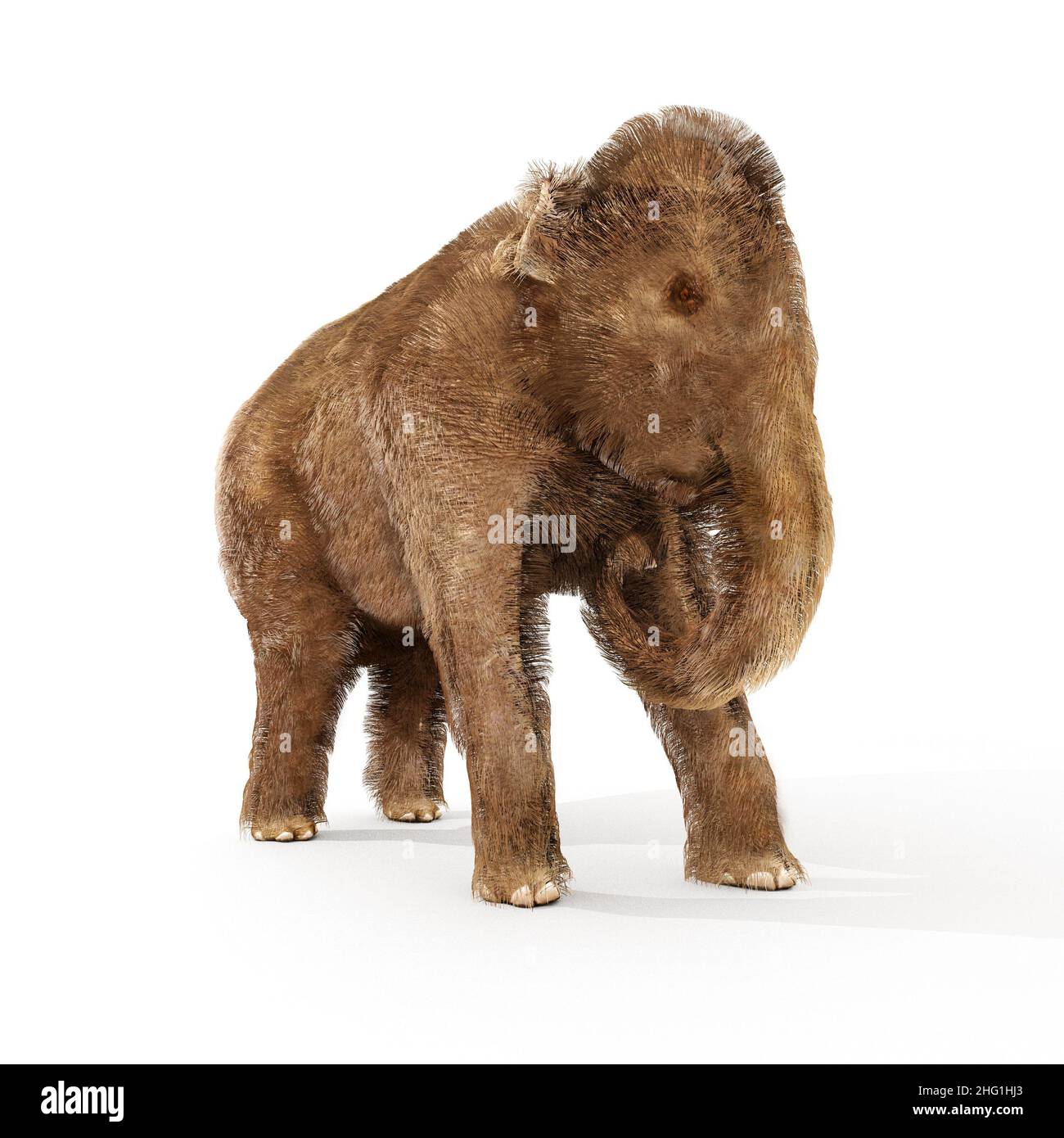 An illustration of a young Woolly Mammoth on a white background Stock ...