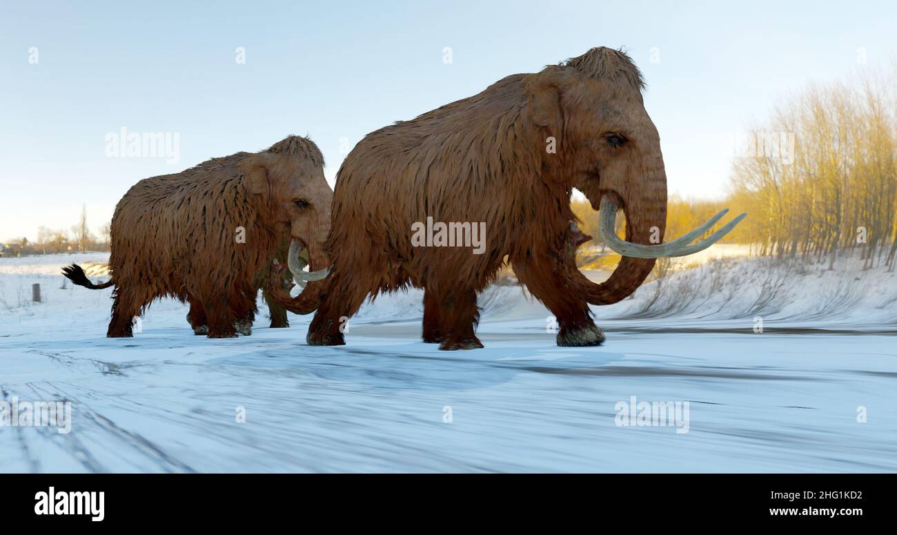 A 3D illustration of a herd of Woolly Mammoths walking across a snowy ...