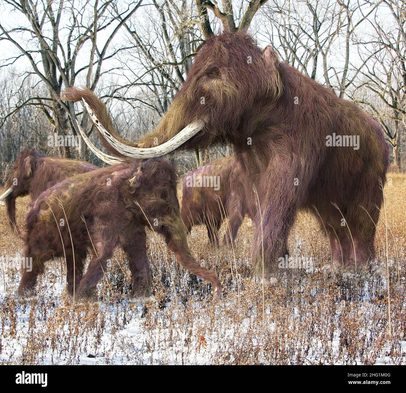 An illustration of a family of Woolly Mammoths feeding on wild grass in ...