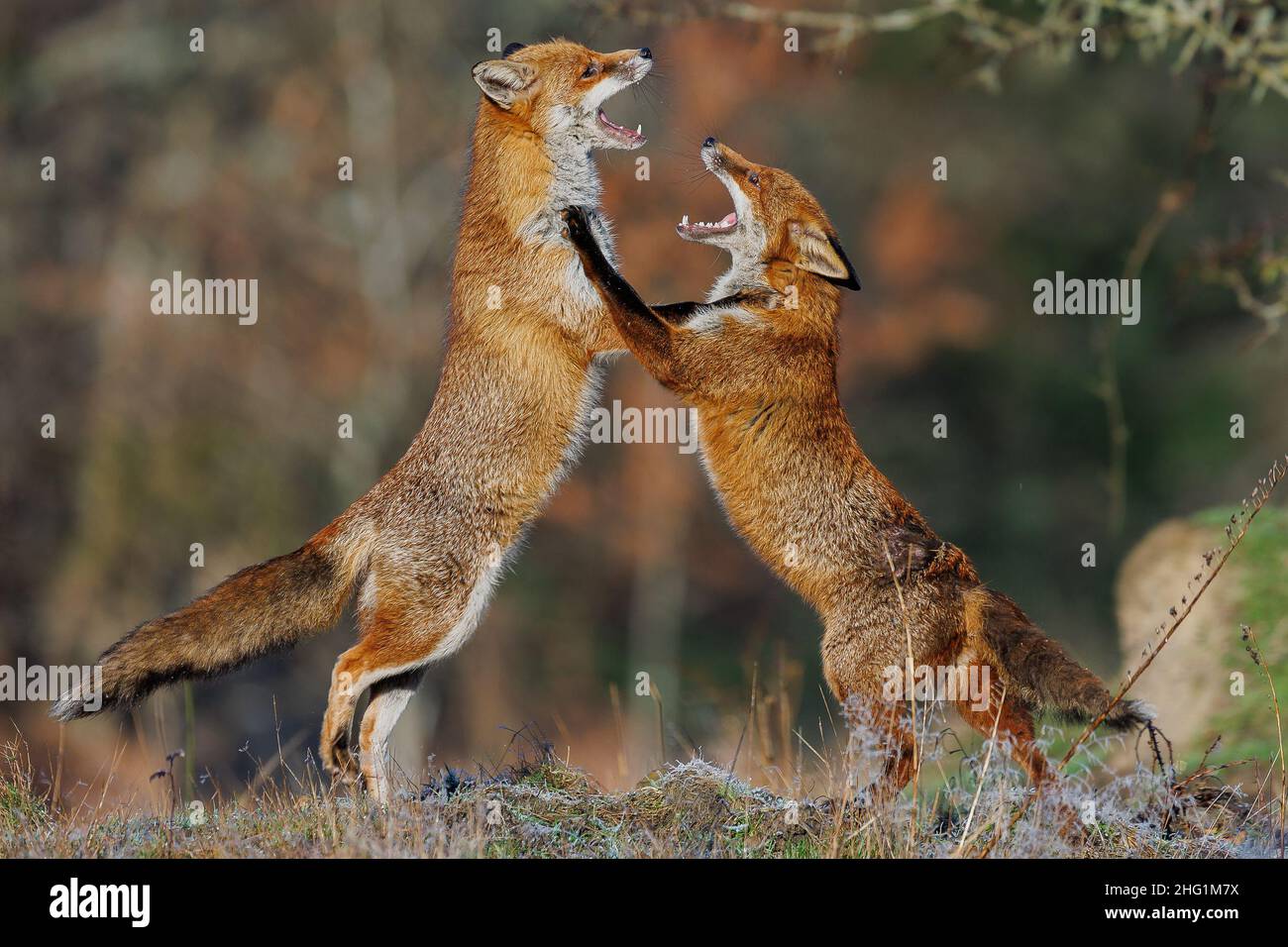 A pair of frisky foxes frolic in the early morning sunshine in the ...