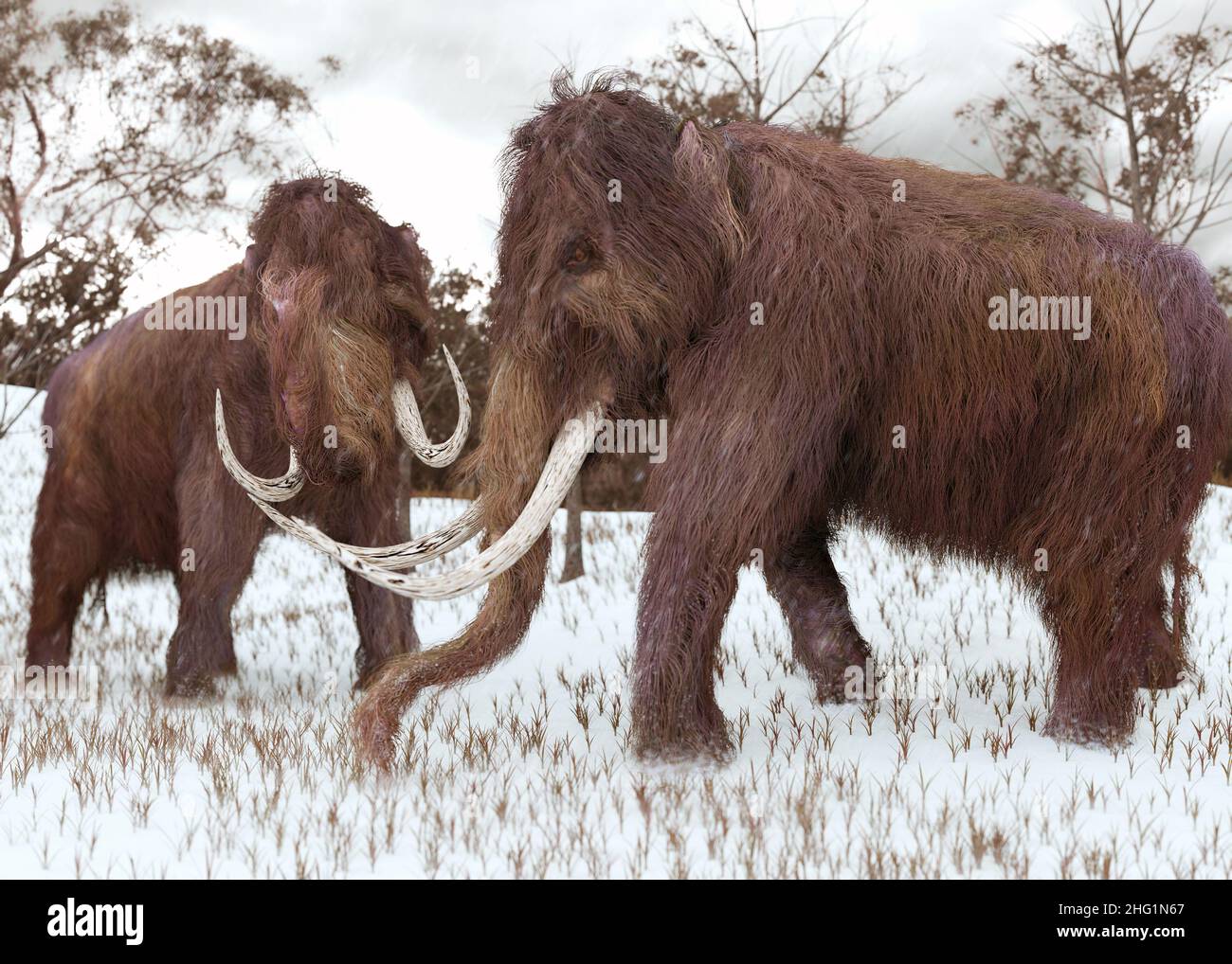 A 3-D illustration of two Woolly Mammoths grazing in a snow-covered ...