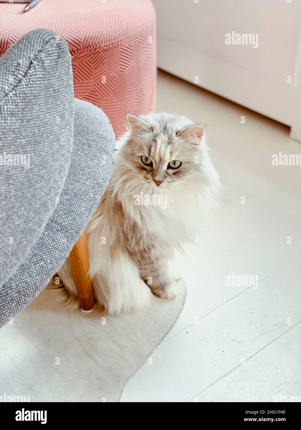 Attention cat hi-res stock photography and images - Alamy