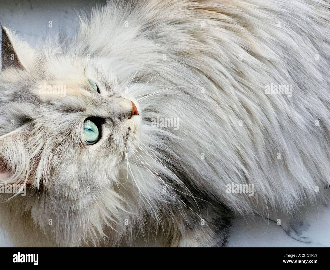 Reclining cat hi-res stock photography and images - Alamy