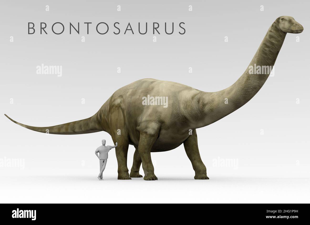 An illustration of the Dinosaur Brontosaurus depicted alongside an ...