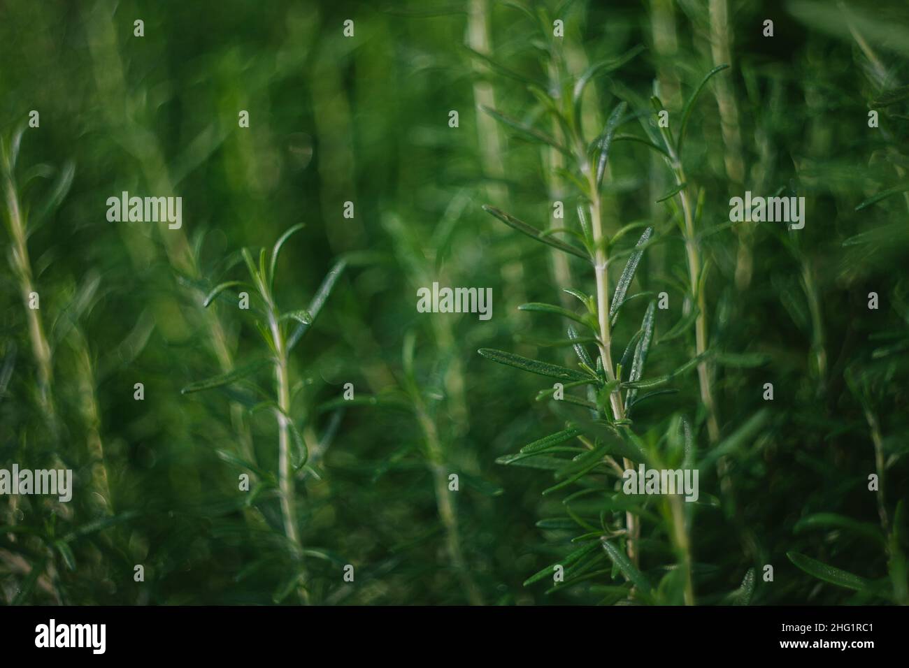 Fresh Garden Rosemary Grows Strong Horizontal Crop Stock Photo - Alamy