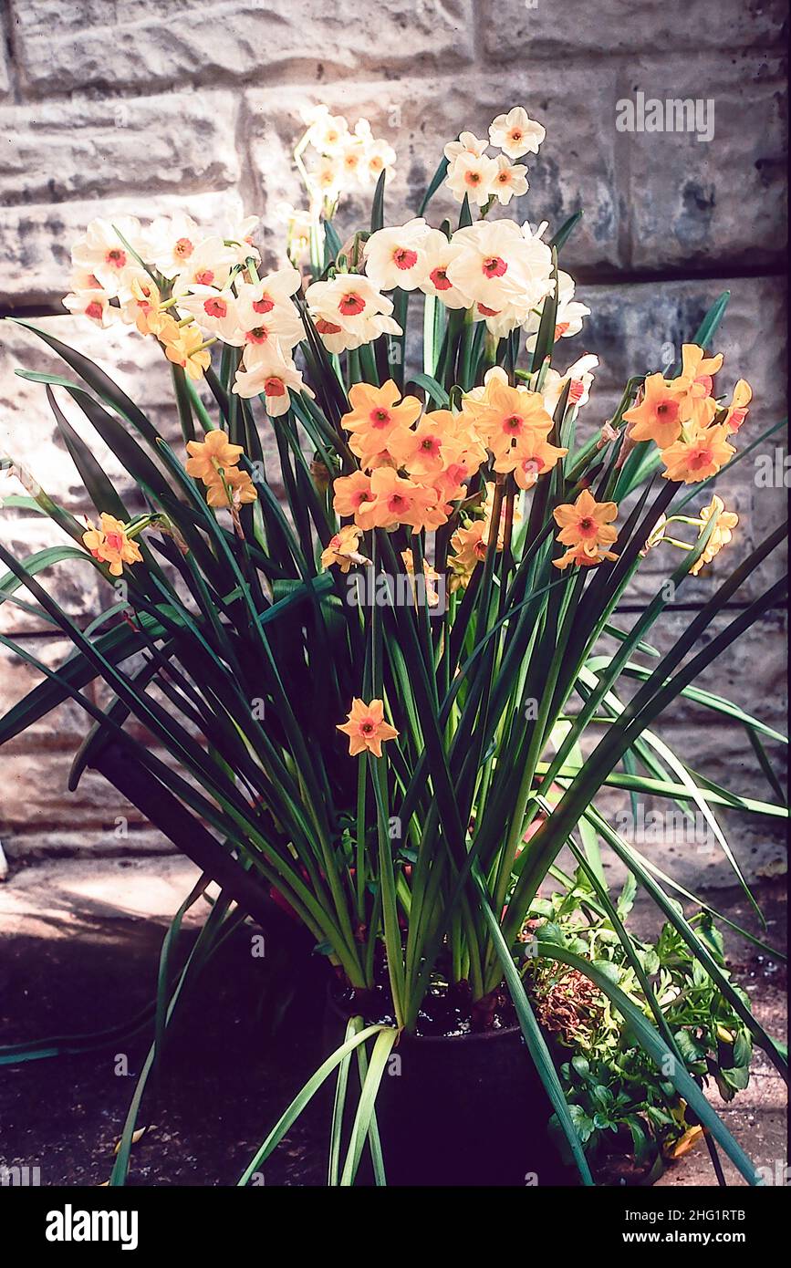 Group of Narcissus Geranium and Martinette in border against a wall in ...