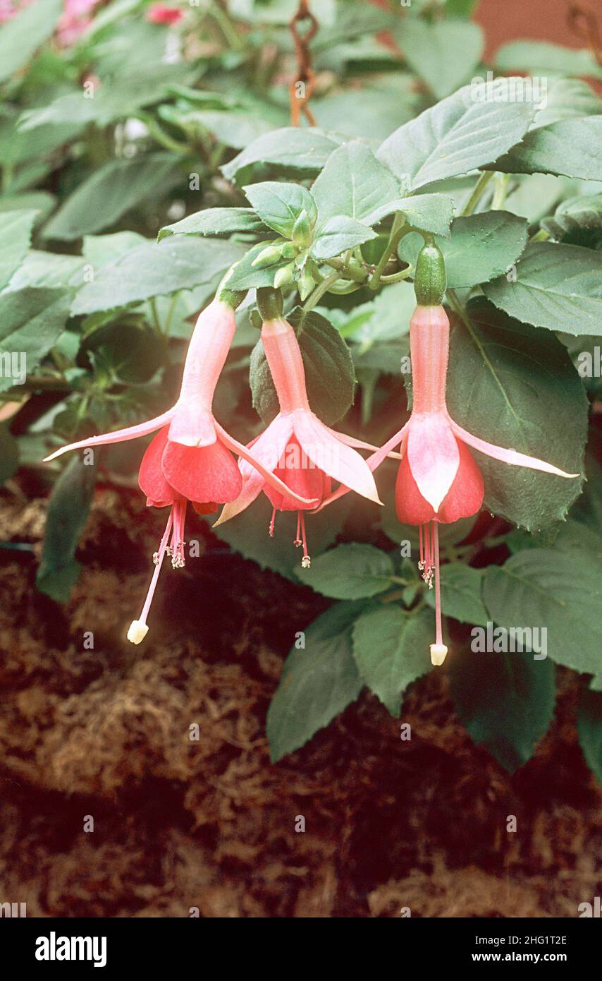 Close up of Fuchsia Coachman with three reddish orange flowers. A ...