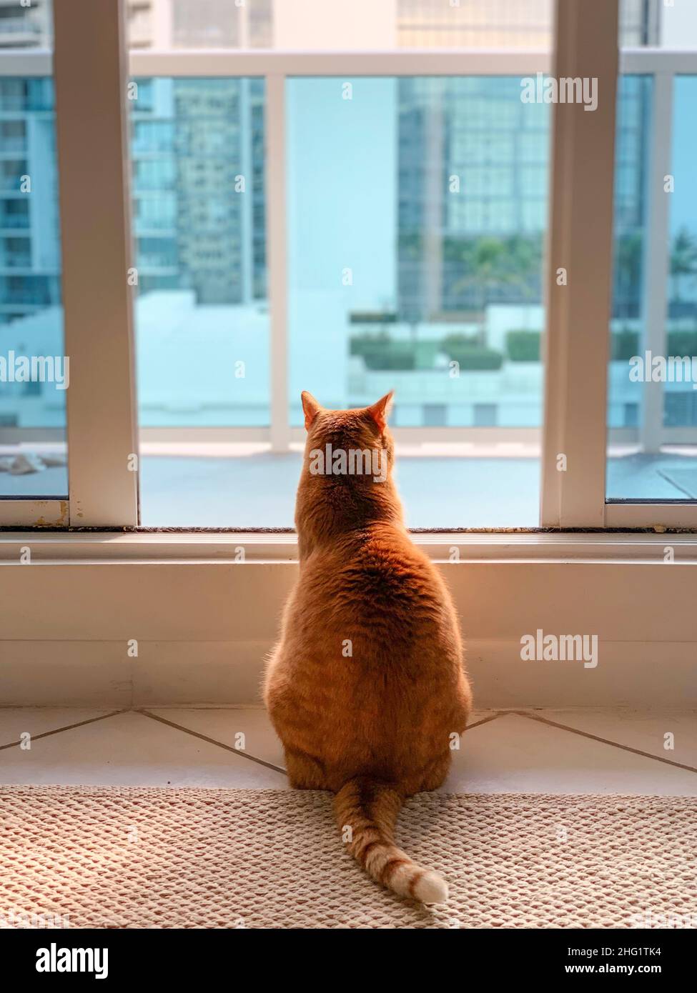 Ginger Cat Looking out the Window in Miami Beach, FL, US Stock Photo ...