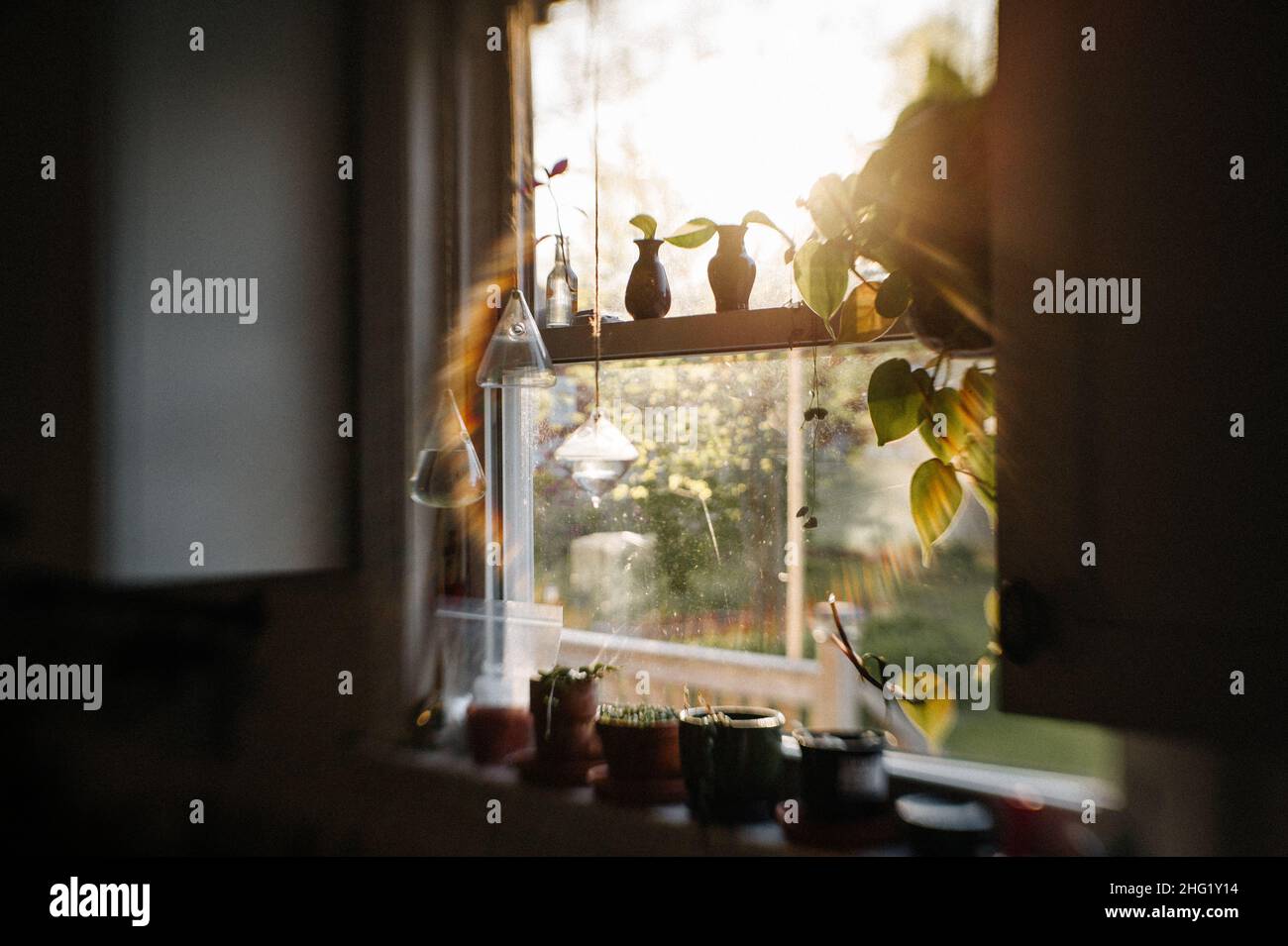 window in the golden hour with plant propagations and sun flare Stock ...
