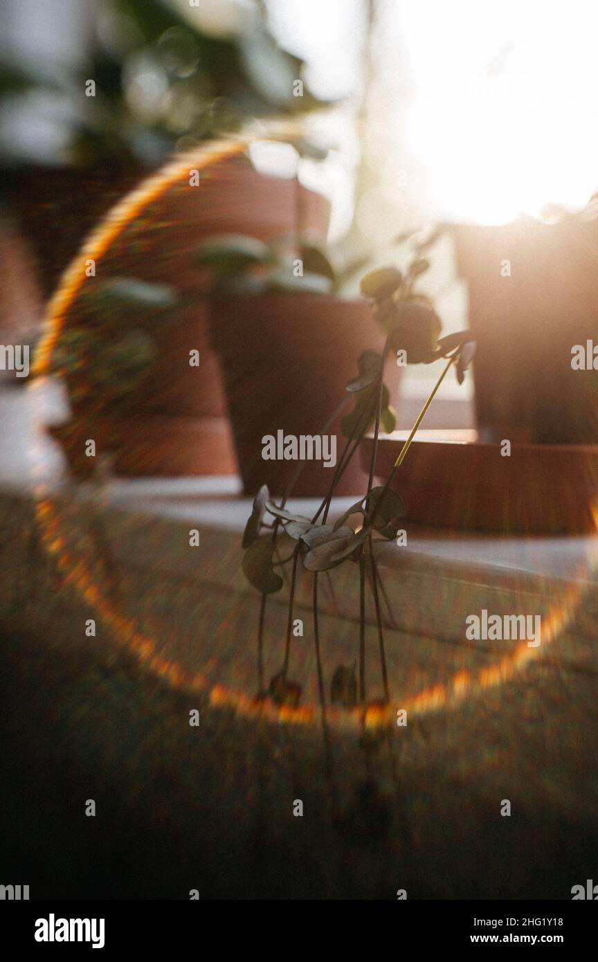 string of hearts in a sun flare on the window sill Stock Photo - Alamy