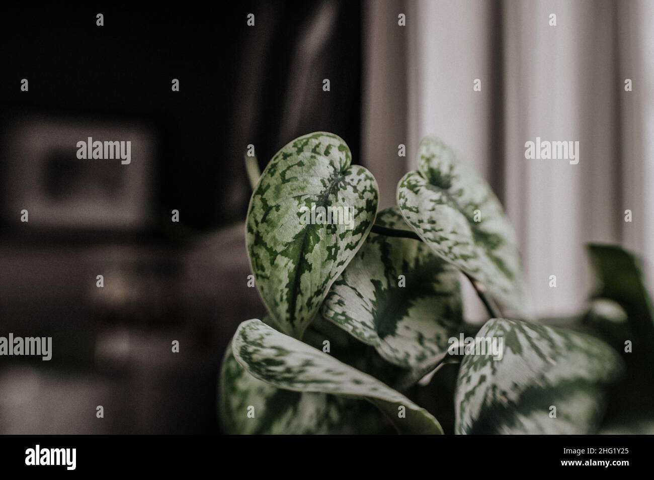 variegated leaf pattern scindapsus exotica on a windowsill Stock Photo ...
