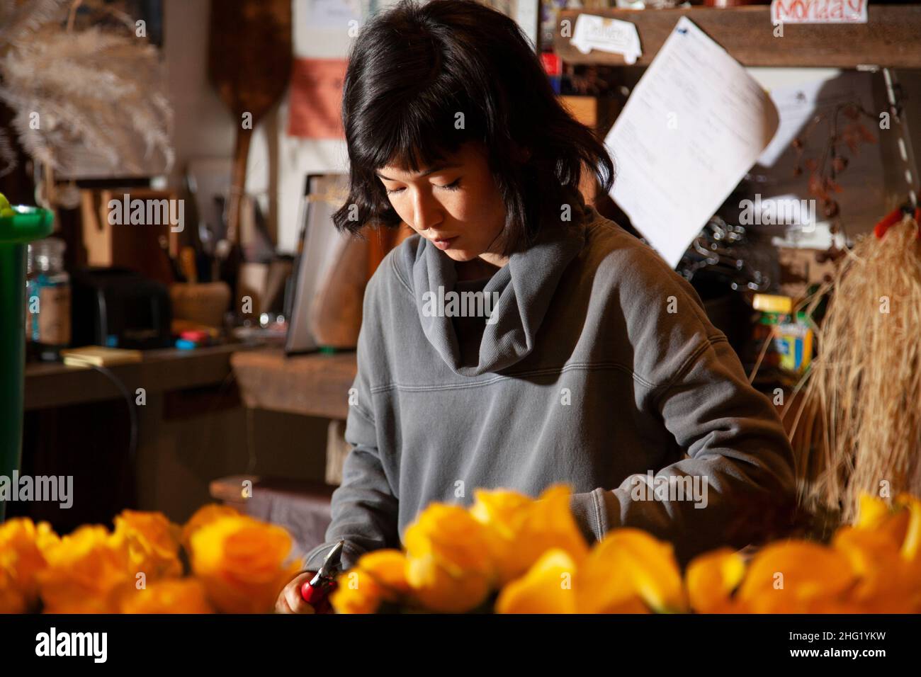 American beauty roses hi-res stock photography and images - Alamy