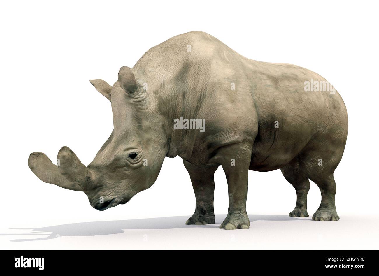 Carnivores Ice Age Brontotherium
