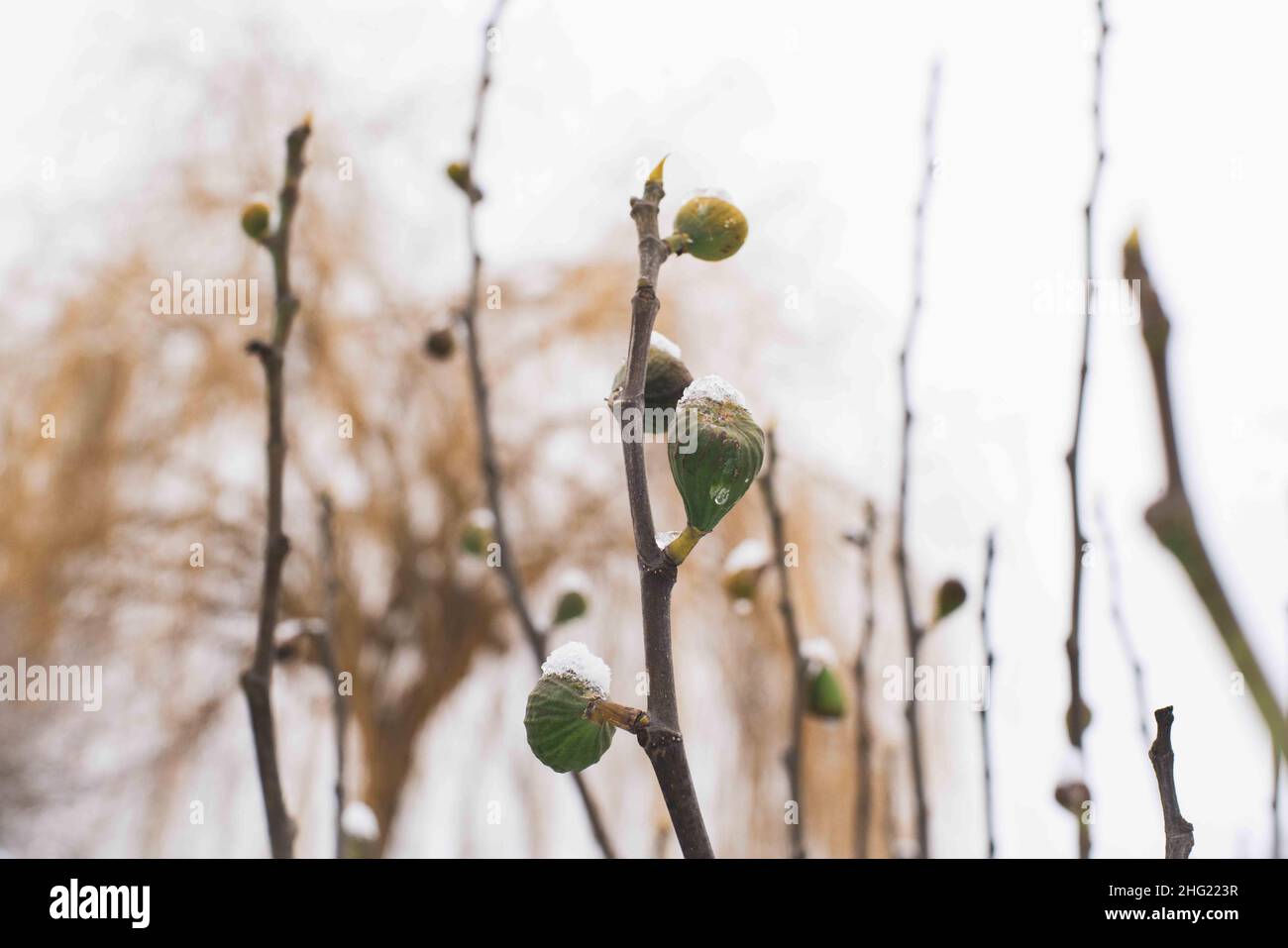 Fig Tree in Winter Snow Stock Photo - Alamy