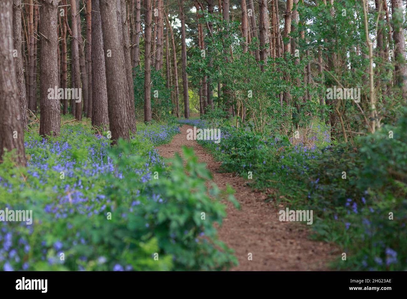 Spring Bluebell Wood Trail in England Great Britain Stock Photo - Alamy