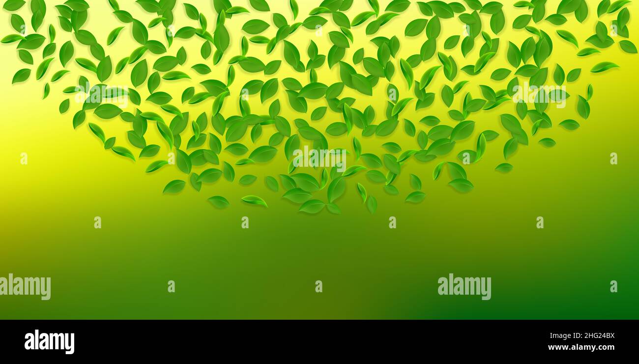 Falling green leaves. Fresh tea chaotic leaves flying. Spring foliage ...
