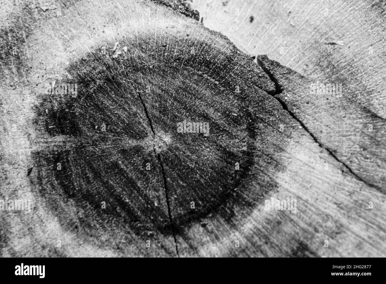 Wood texture on fresh cutted tree Stock Photo - Alamy