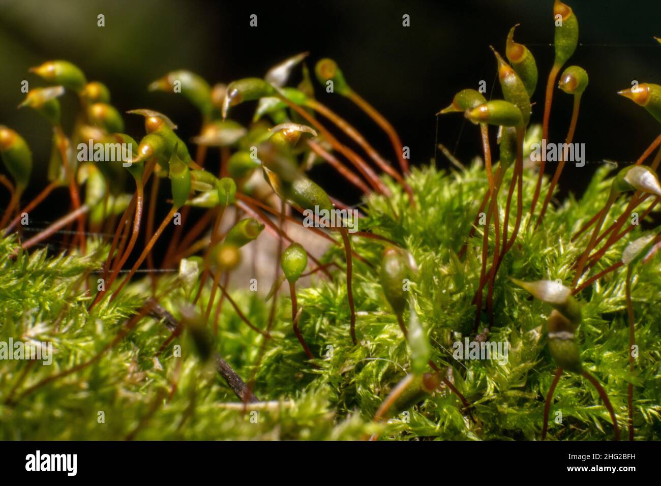 Moss macro photography seeds of moss close-up picture. Outdoor wild ...
