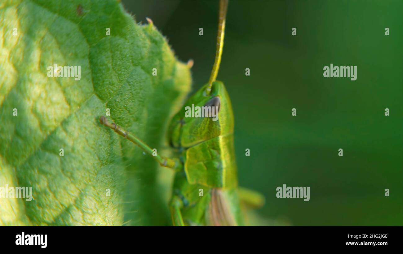 Grasshopper. grasshopper on leaves. Grasshopper on the leaf of grass ...