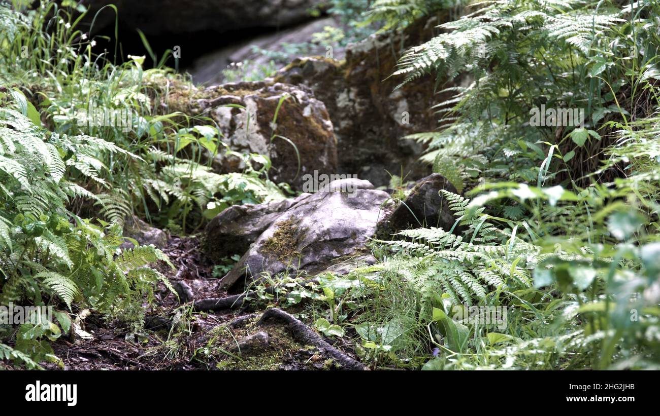Large boulder covered with moss in the forest surrounded by green grass ...