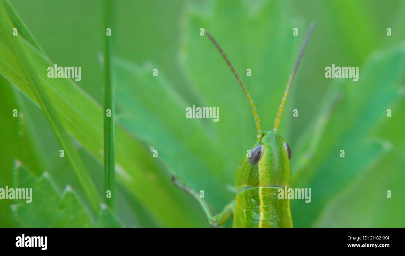 Grasshopper. grasshopper on leaves. Grasshopper on the leaf of grass ...