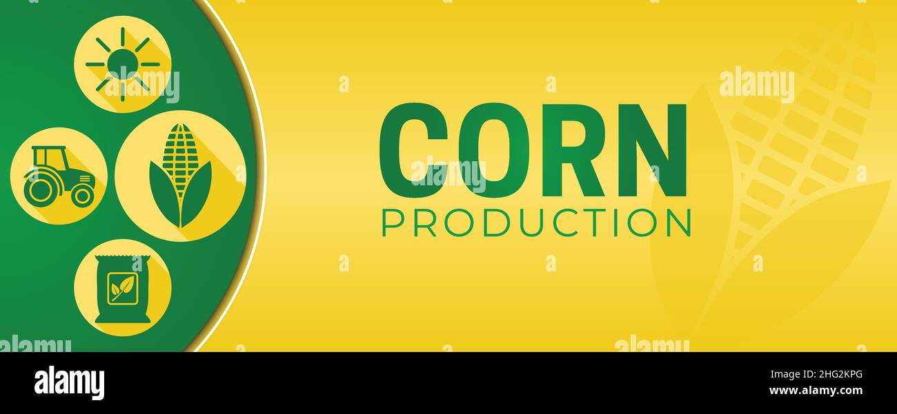 Yellow Corn Production Illustration Banner Stock Vector Image & Art - Alamy