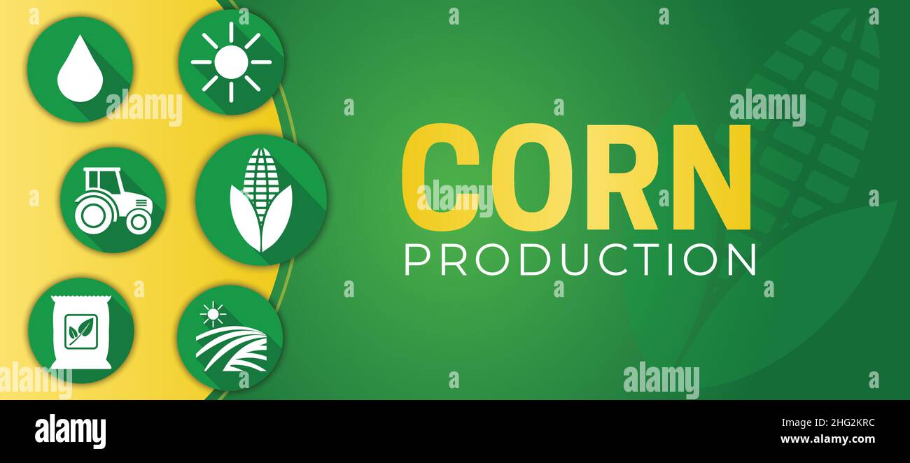 Corn Production Agriculture Illustration Background Stock Vector Image ...