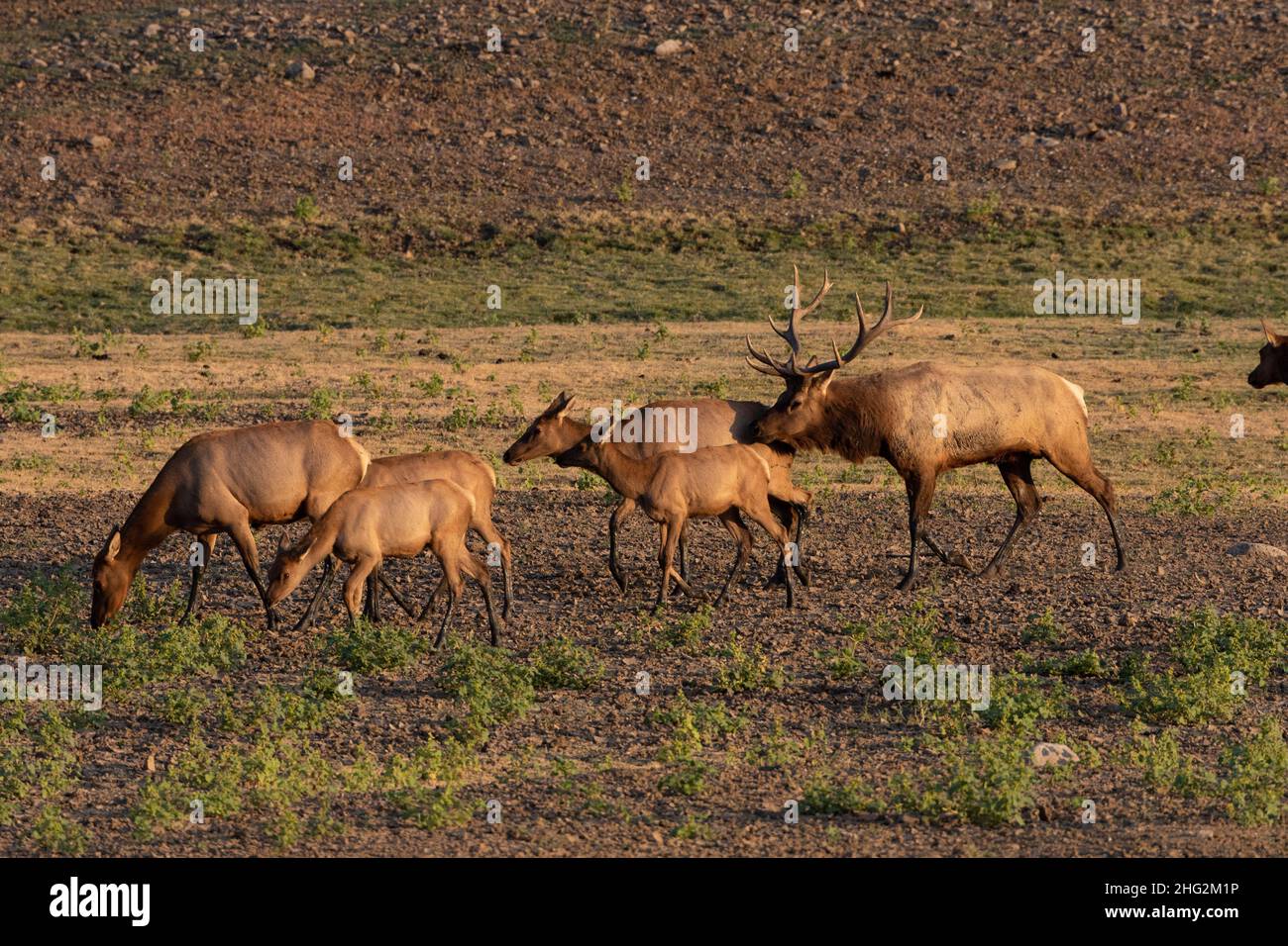 Tule elk bull and cows hi-res stock photography and images - Alamy