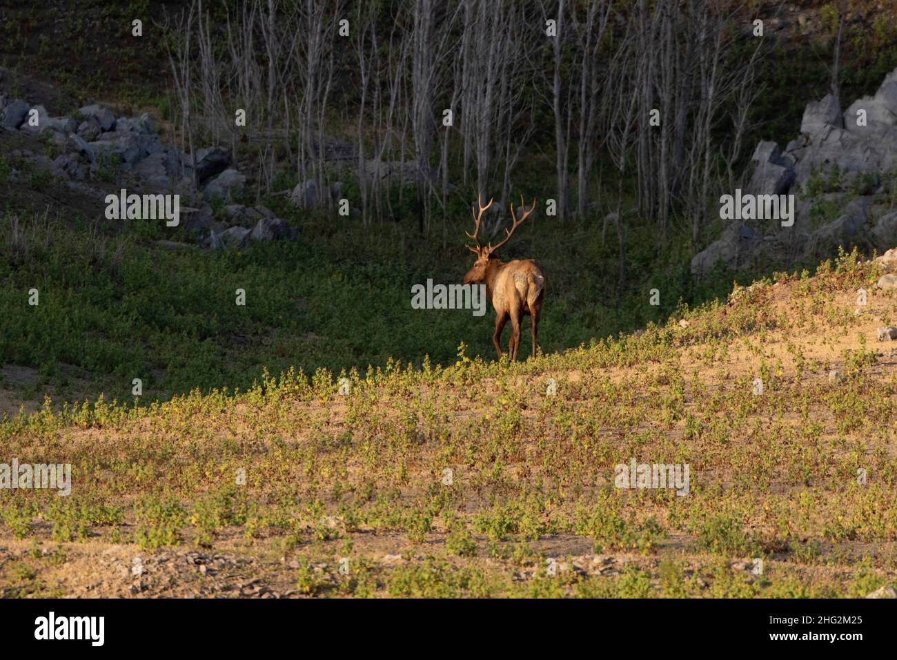 A mature bull Tule Elk, Cervus nanoides, poses on a sunlit canyon edge ...