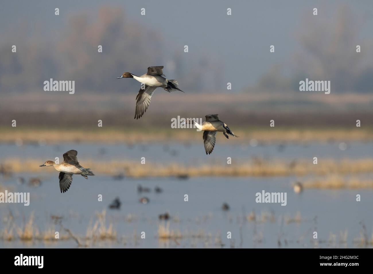 A trio of Northern Pintail, Anas acuta, in flight over a managed ...