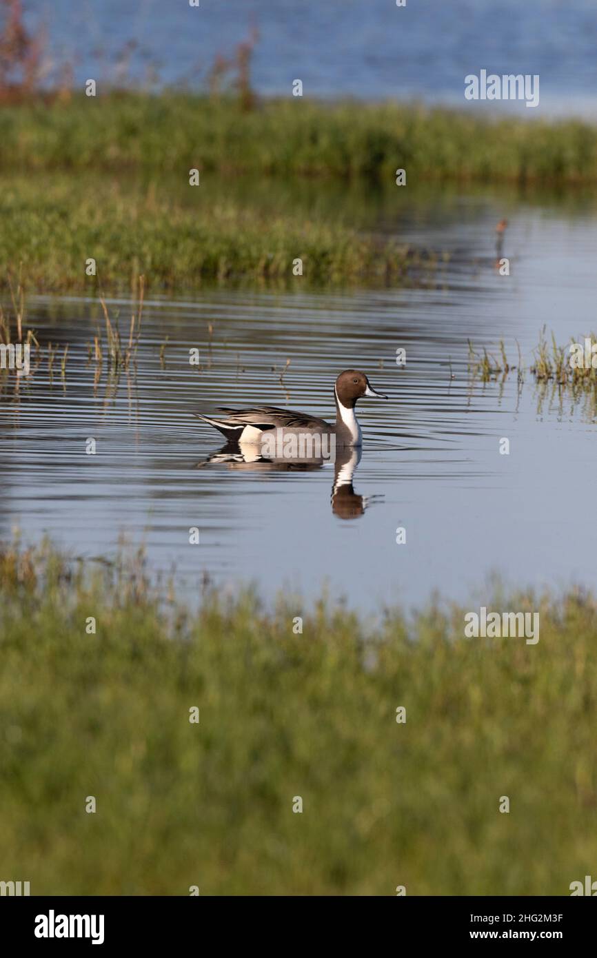 Northern Pintail drake, Anas acuta, poses in a natural wetland on ...
