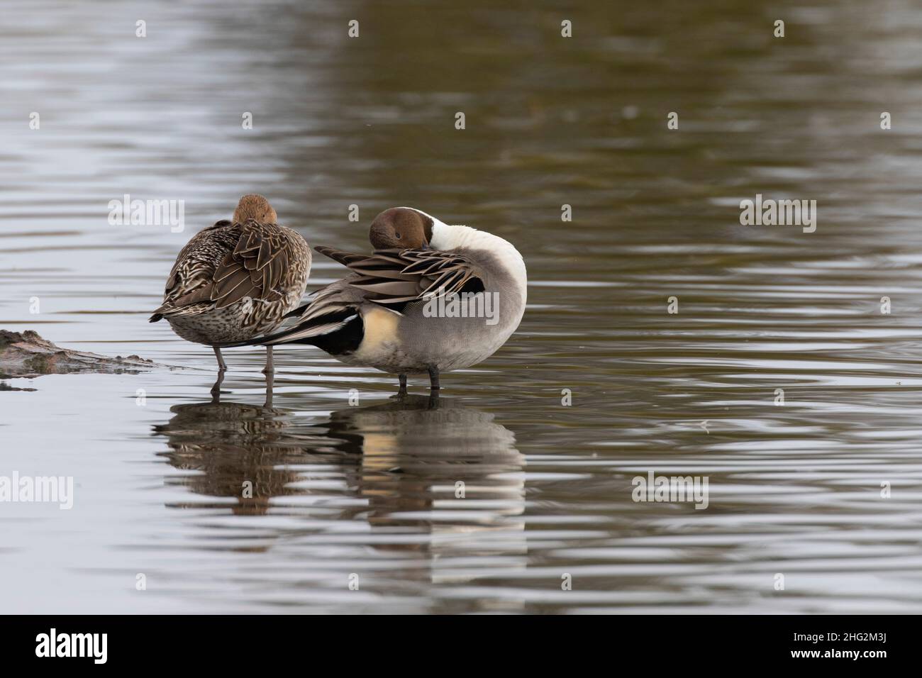 Loafing area hi-res stock photography and images - Alamy