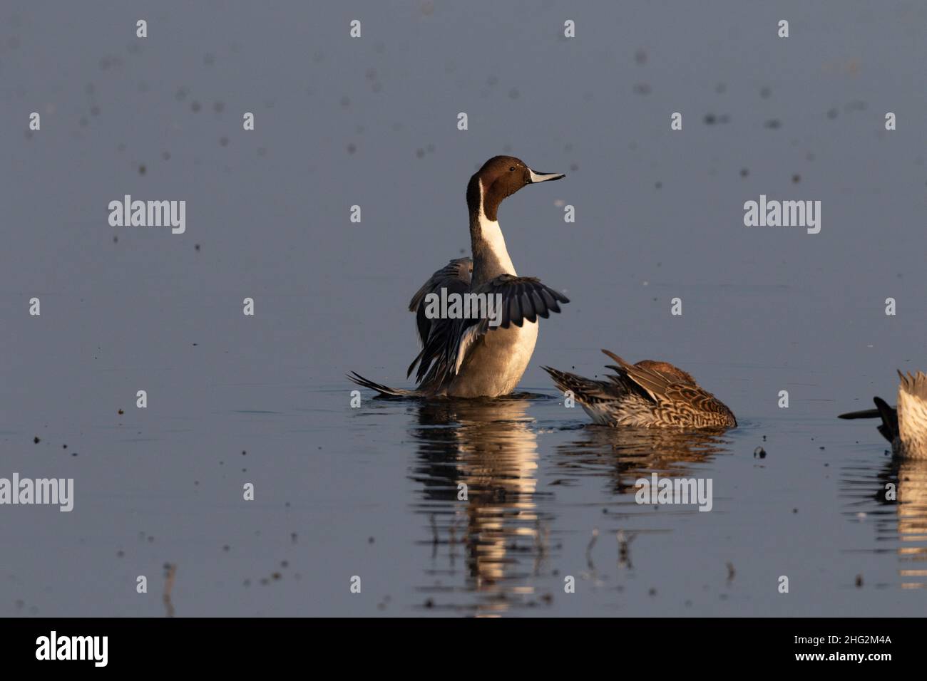 Northern Pintail drake, Anas acuta, stretches its wings on the calm ...