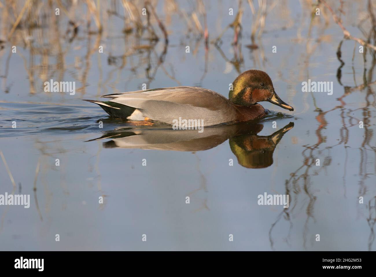 An adult drake Brewer's Duck, a mallard x gadwall hybrid, is a rare ...