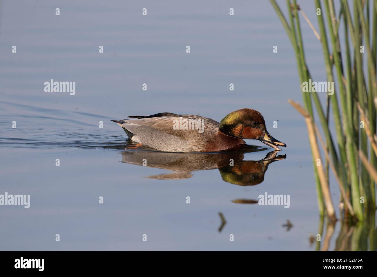 A rare Brewer's Duck drake (a mallard x gadwall hybrid) swims through ...