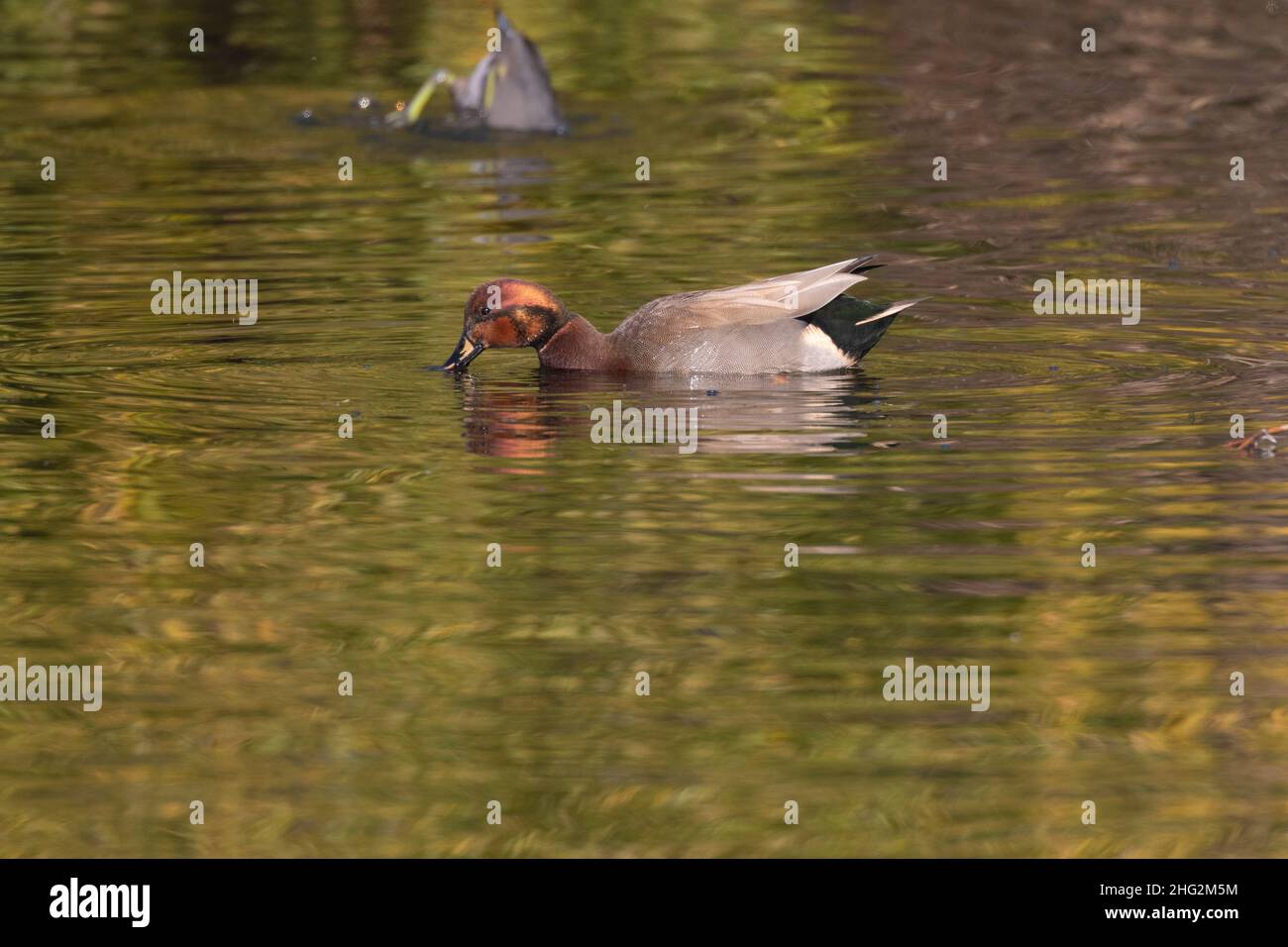 A rare Brewer's Duck is a hybrid of a mallard, Anas platyrhynchos, and ...