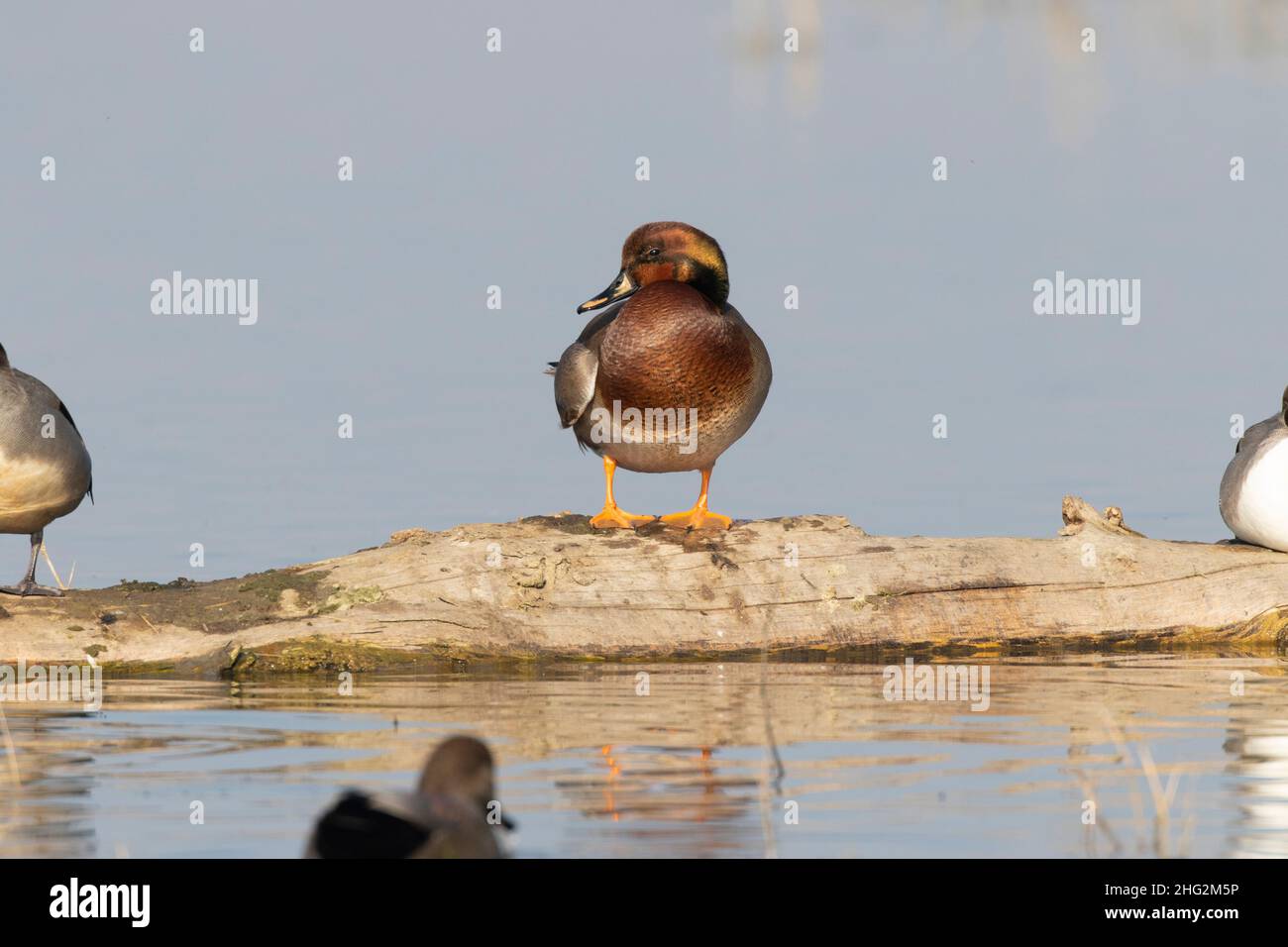 The unique and rare Brewer's Duck using the Merced NWR is a hybrid ...