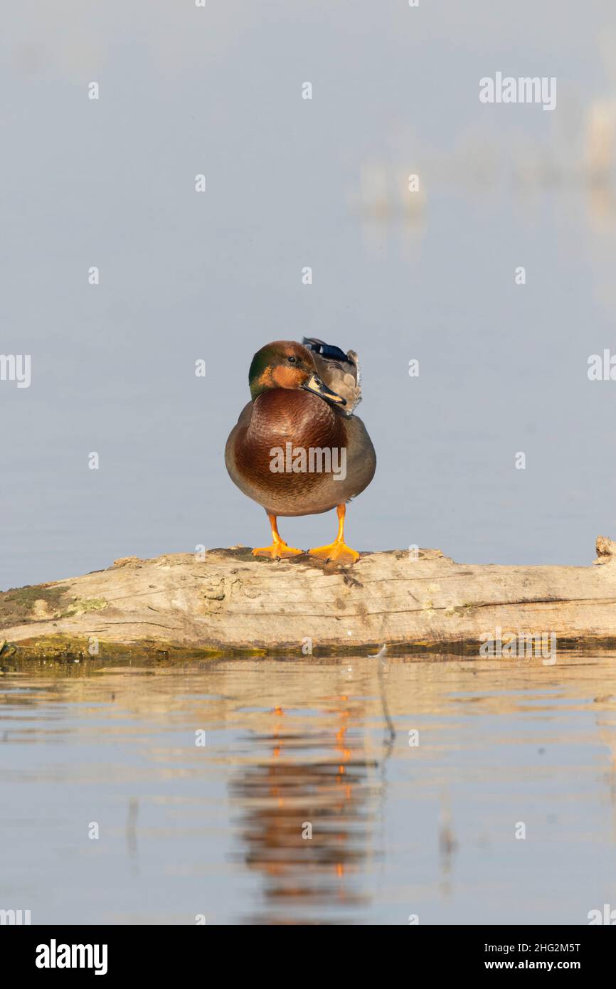 A rare and unique Brewer's Duck drake is a hybrid between a mallard ...