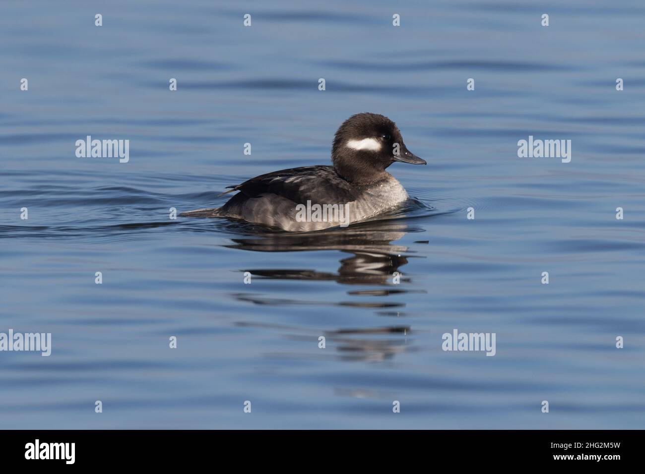 Adult Bufflehead hen, Bucephala albeola, swimming in deep water winter ...